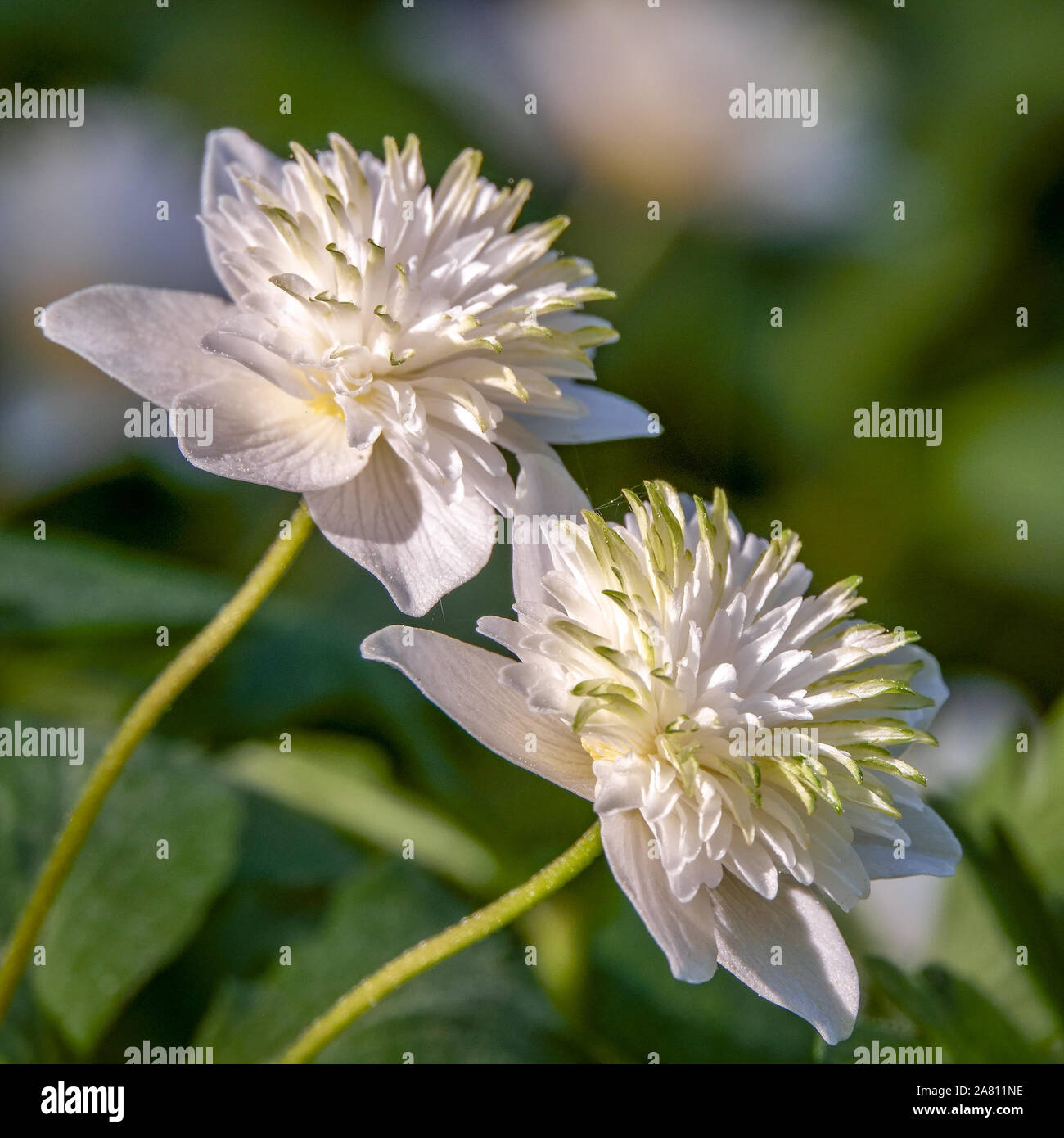 Anemone nemorosa alba plena hi-res stock photography and images - Alamy