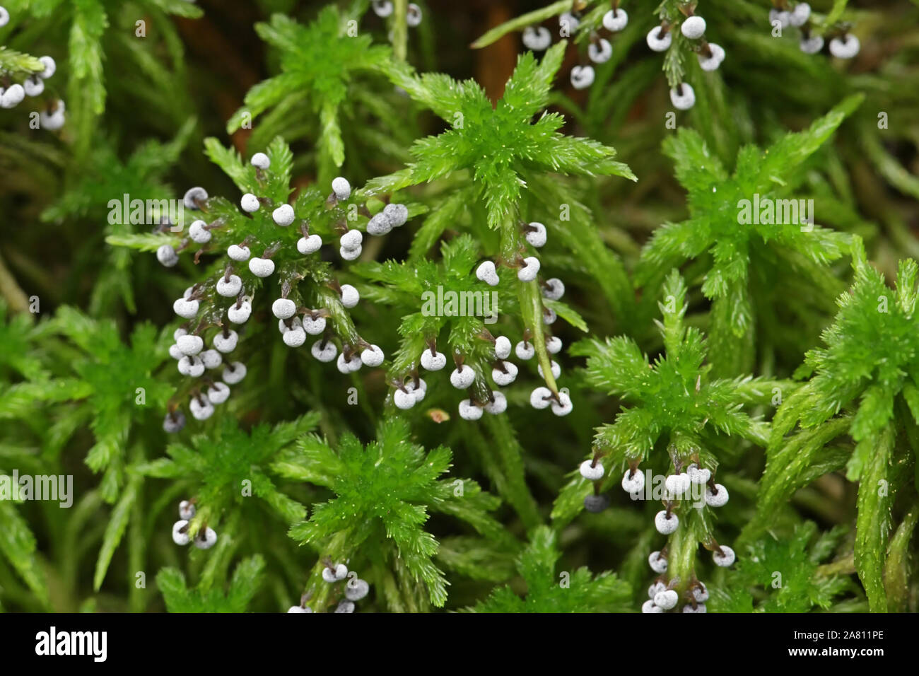 Didymium melanospermum, a slime mold growing on sphagnum moss in Filnad ...
