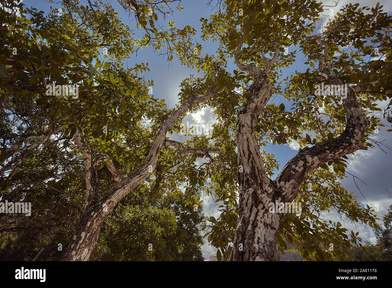 Very high tropical tree #3 Stock Photo - Alamy