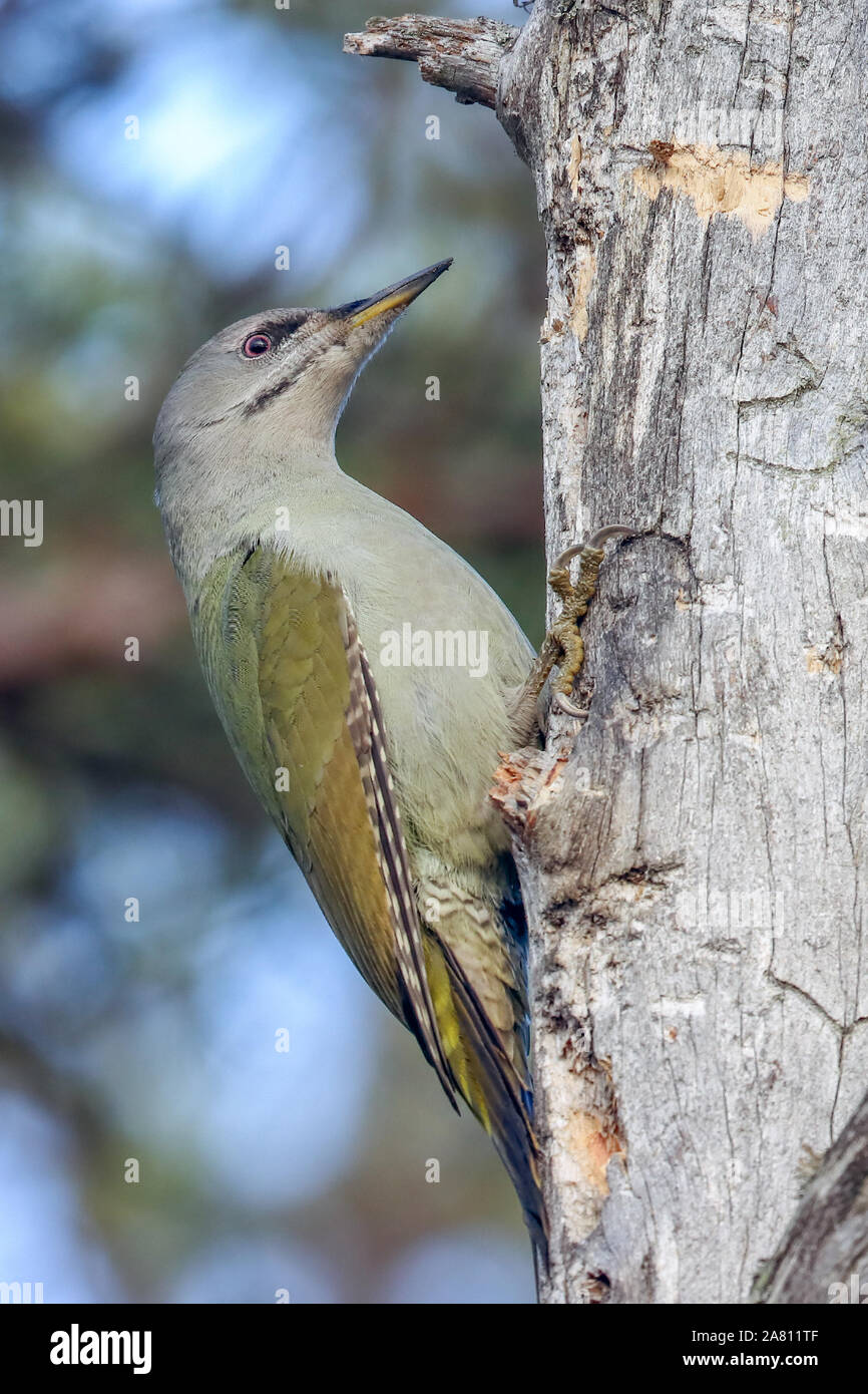 Grey headed woodpecker bird hi-res stock photography and images - Alamy