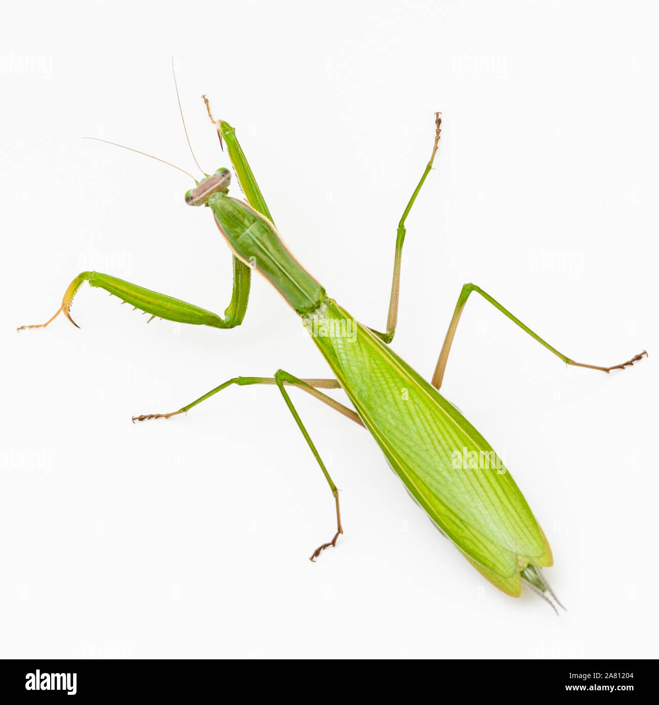 Ground mantis Cut Out Stock Images & Pictures - Alamy