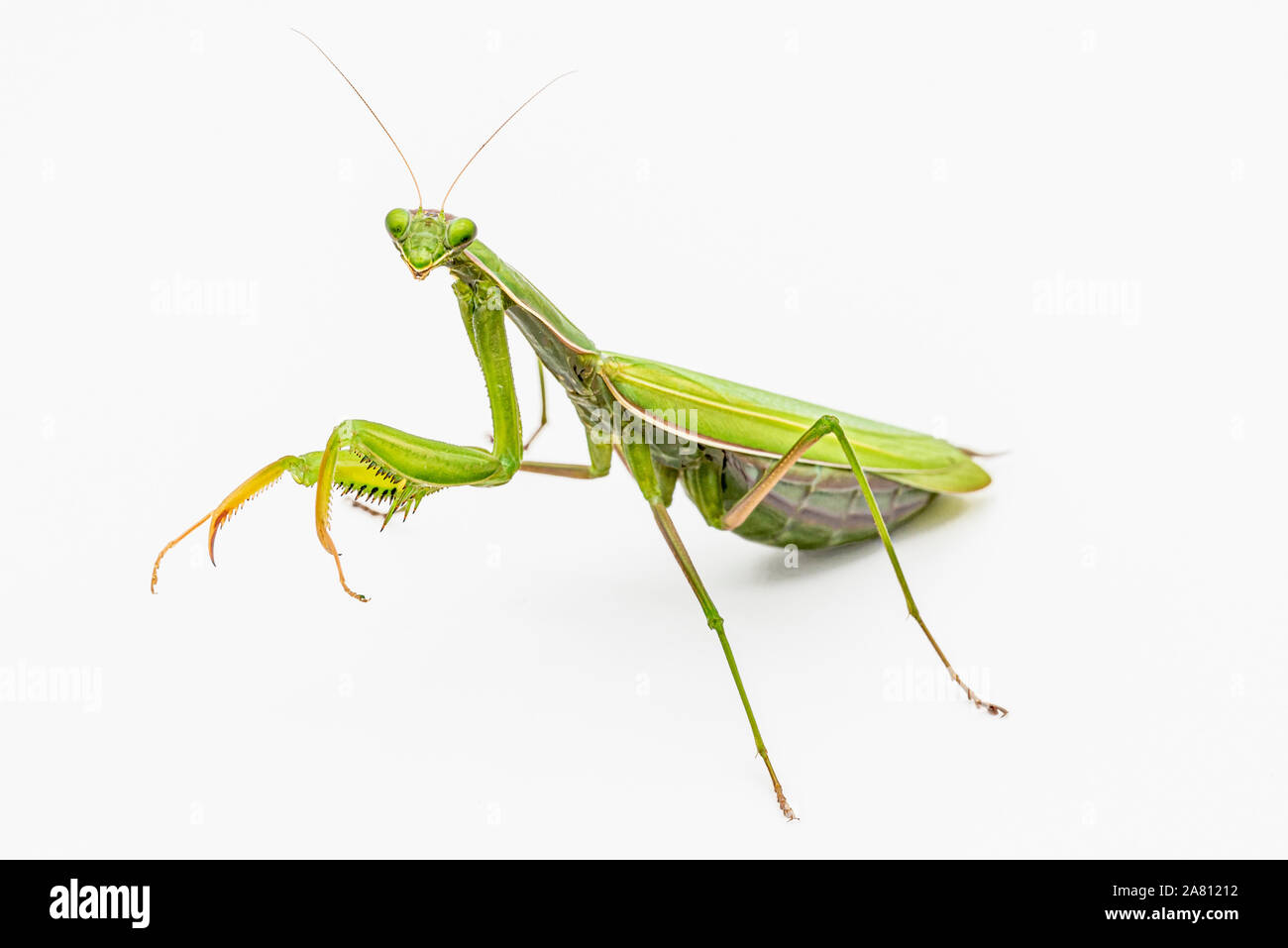 The watchful eye of the religious Mantis Stock Photo - Alamy