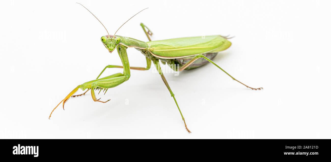 The watchful eye of the religious Mantis Stock Photo - Alamy