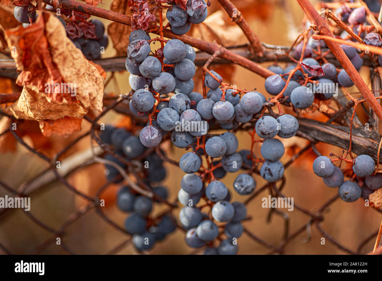 Wine glass grapes frozen hi-res stock photography and images - Alamy