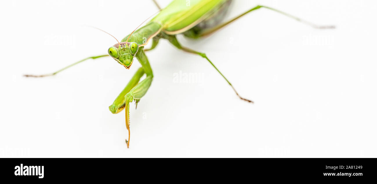The watchful eye of the religious Mantis Stock Photo - Alamy