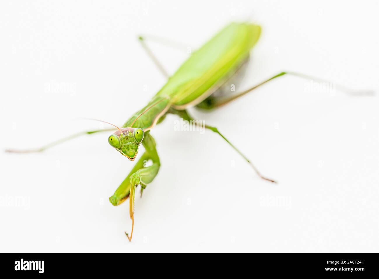 Ground mantis Cut Out Stock Images & Pictures - Alamy