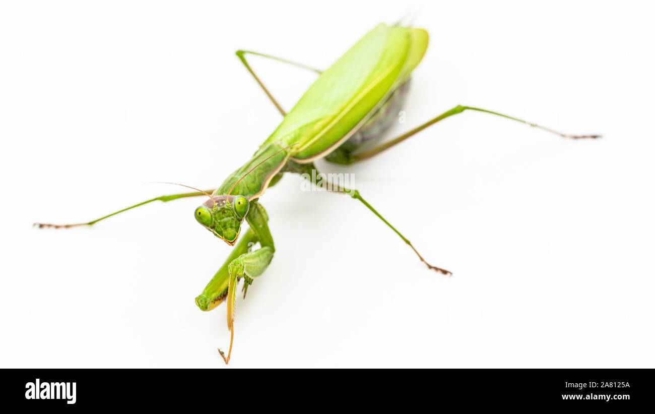 The watchful eye of the religious Mantis Stock Photo - Alamy