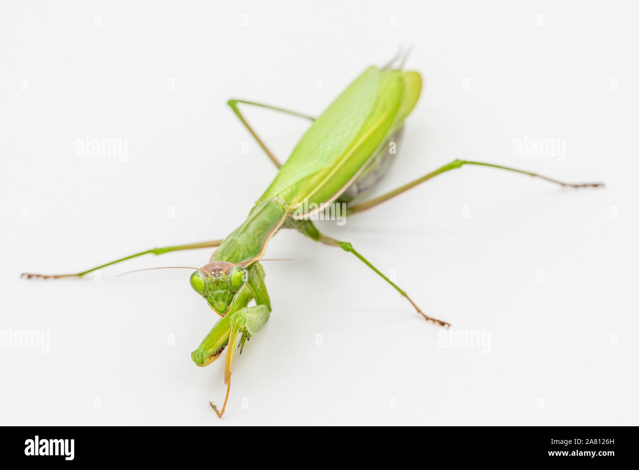 The watchful eye of the religious Mantis Stock Photo - Alamy
