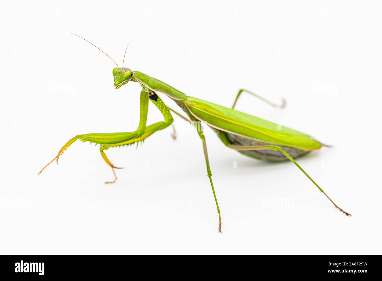 Green praying mantis eye Cut Out Stock Images & Pictures - Alamy