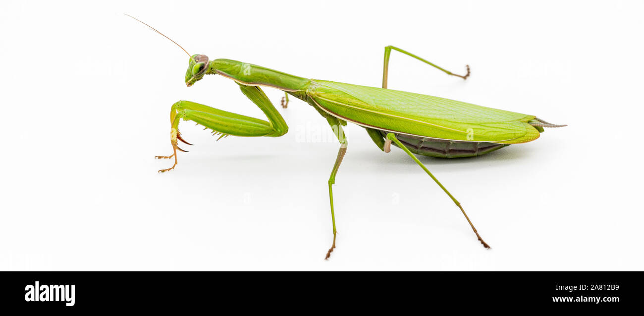 The watchful eye of the religious Mantis Stock Photo - Alamy