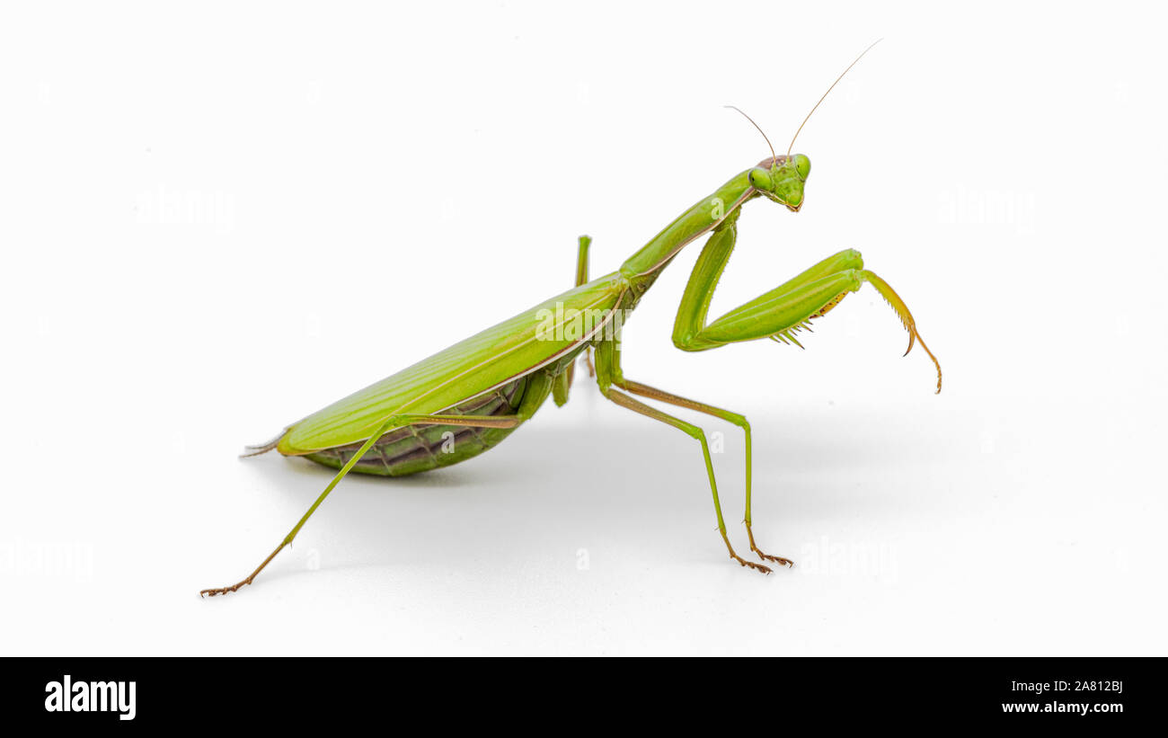 The watchful eye of the religious Mantis Stock Photo - Alamy