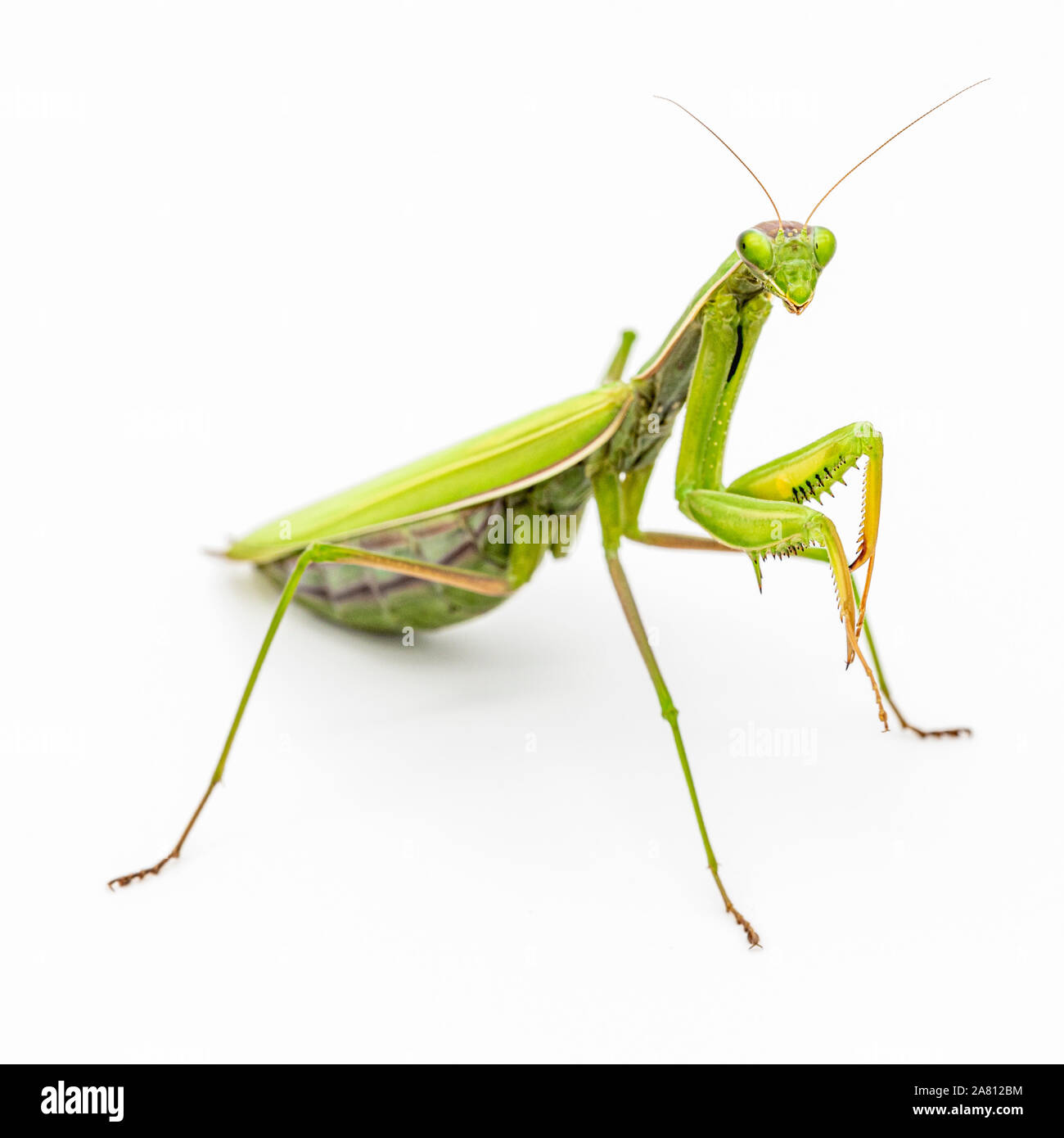 The watchful eye of the religious Mantis Stock Photo - Alamy