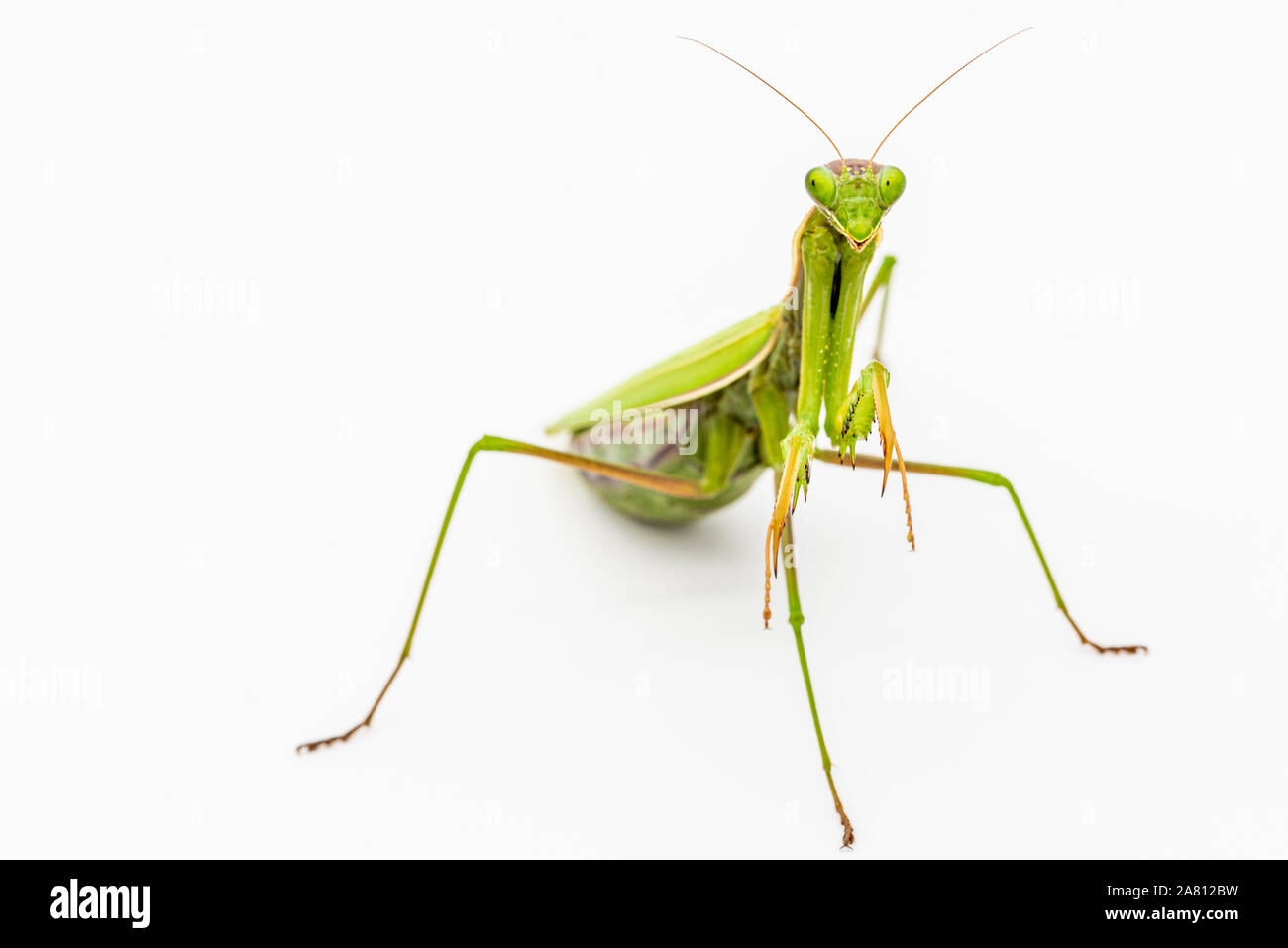 The watchful eye of the religious Mantis Stock Photo - Alamy