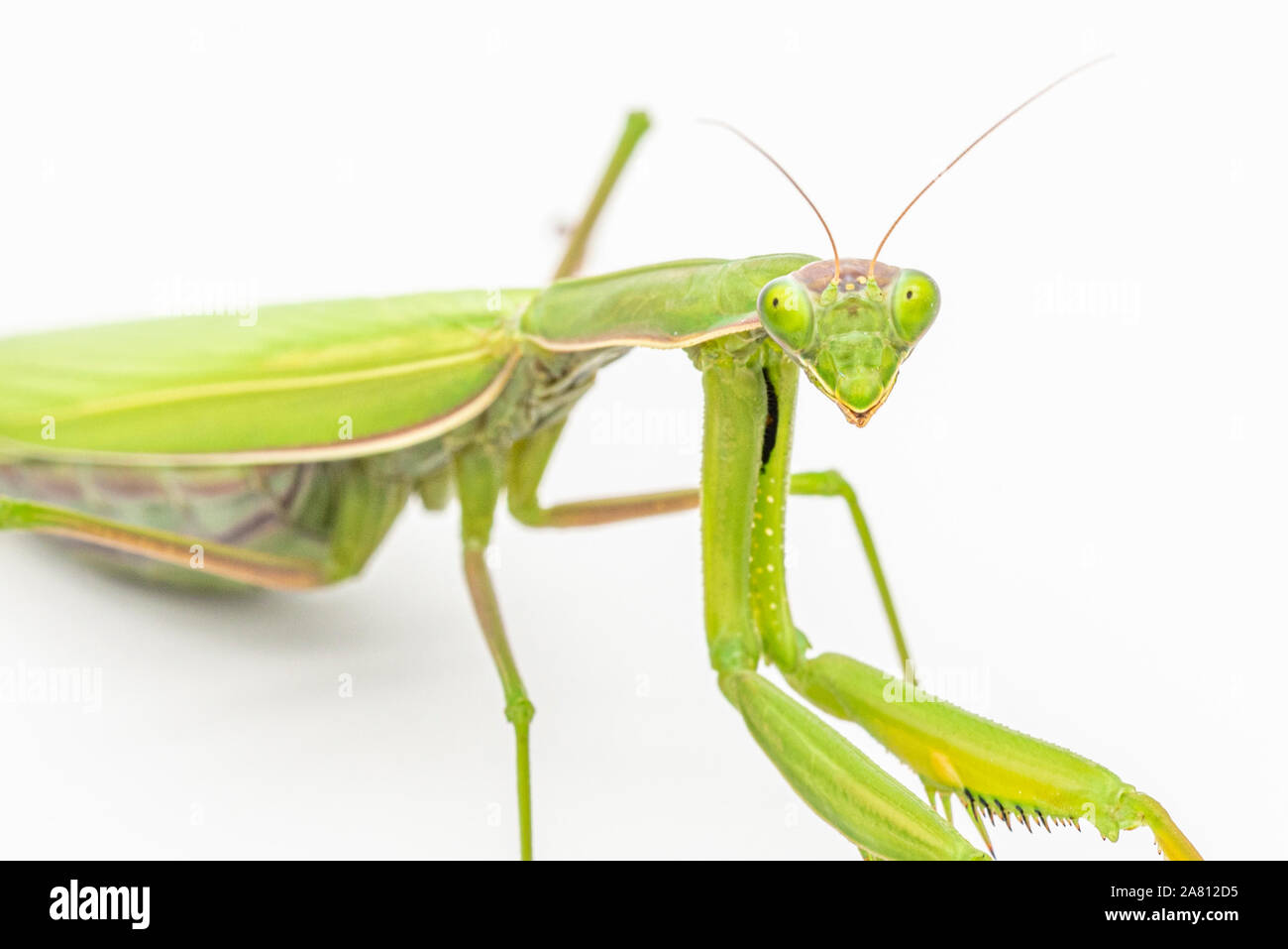 The watchful eye of the religious Mantis Stock Photo - Alamy
