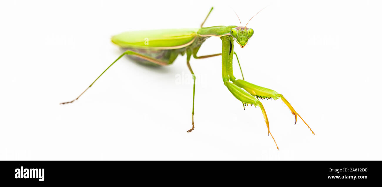 The watchful eye of the religious Mantis Stock Photo - Alamy