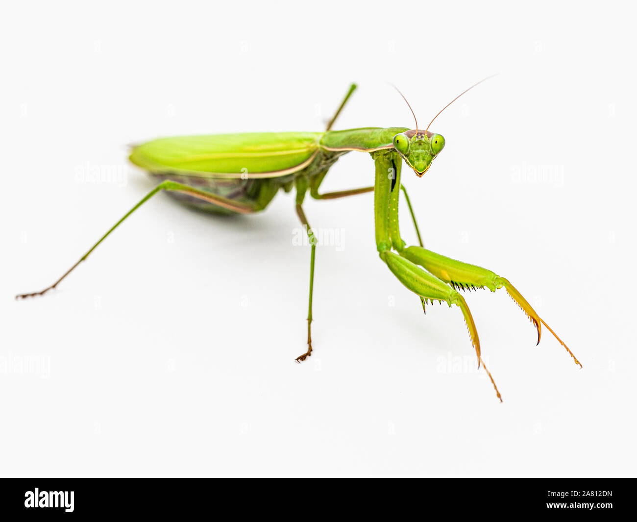 The watchful eye of the religious Mantis Stock Photo - Alamy