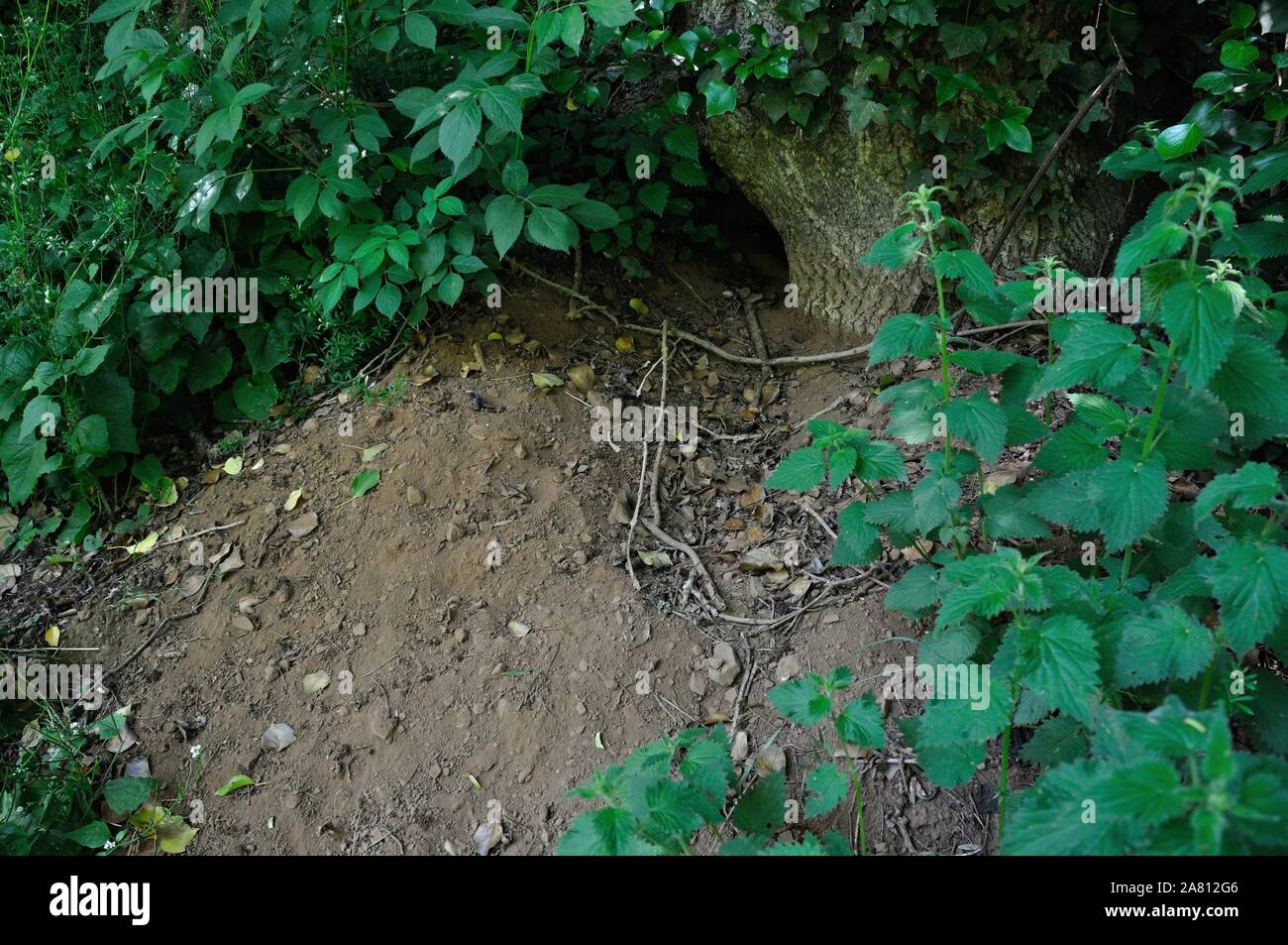 Badger tunnel hi-res stock photography and images - Alamy