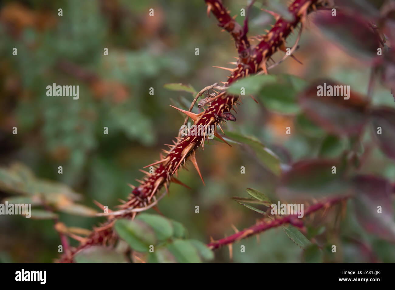 Scotch rose hi-res stock photography and images - Alamy