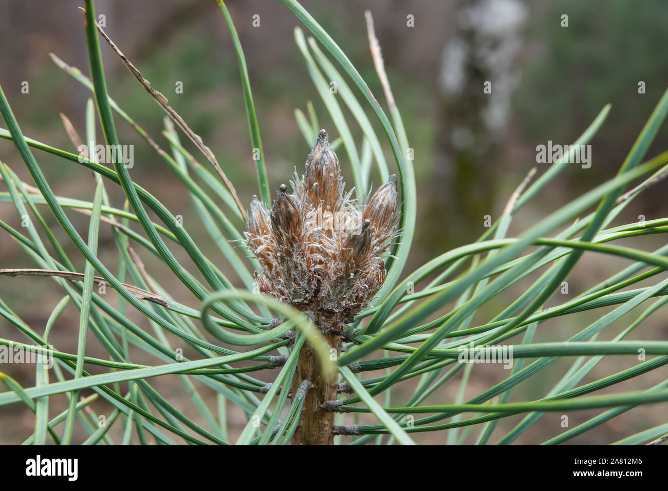 Scots Pine Buds in Winter Stock Photo - Alamy