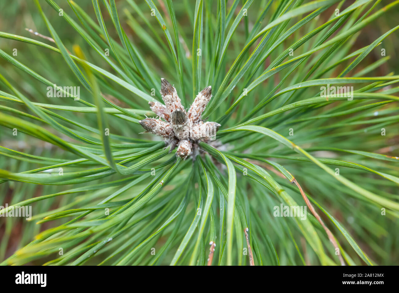 Scots Pine Buds in Winter Stock Photo - Alamy