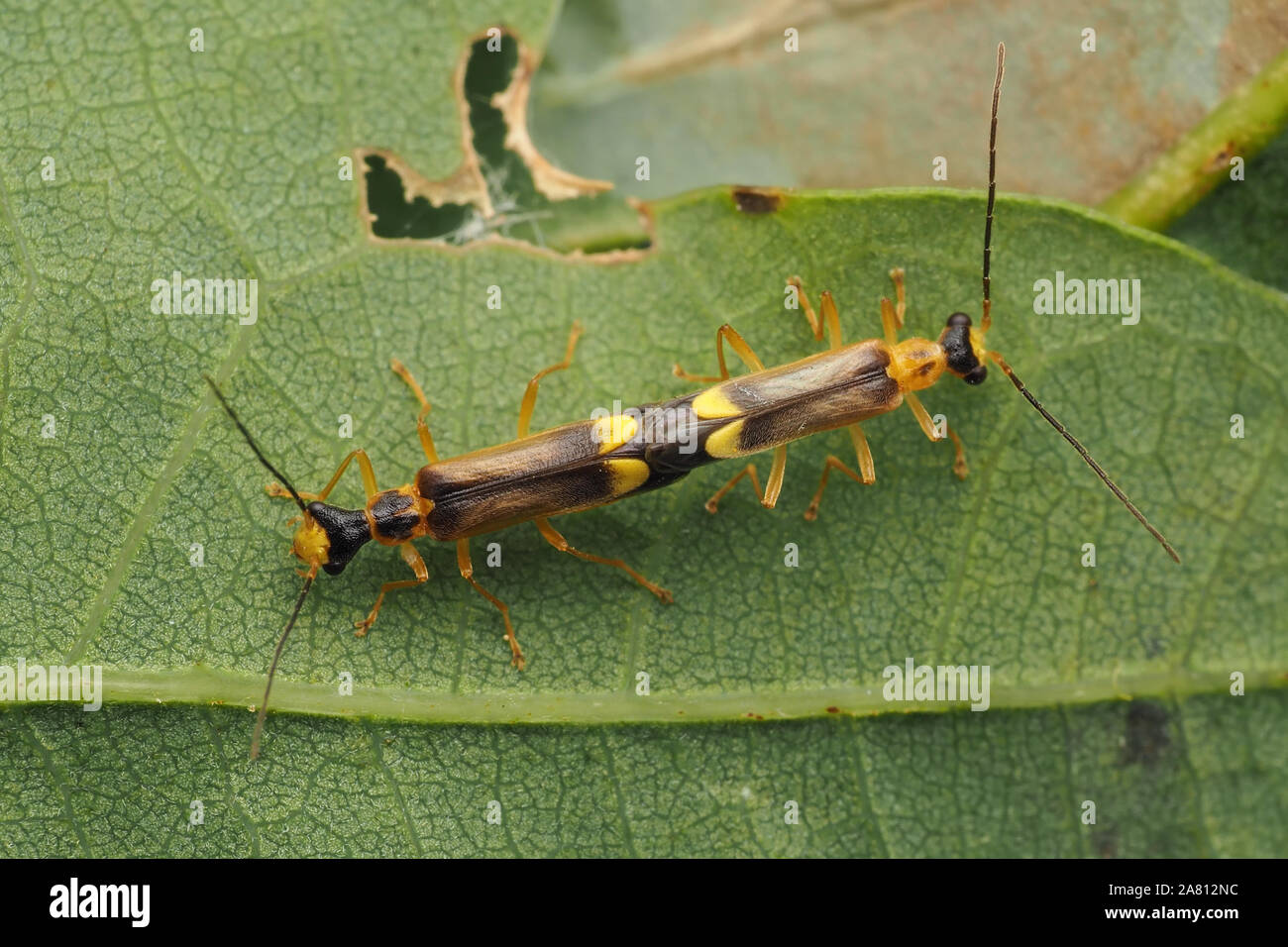 Mating malthinus flaveolus soldier beetles on oak leaf hi-res stock ...
