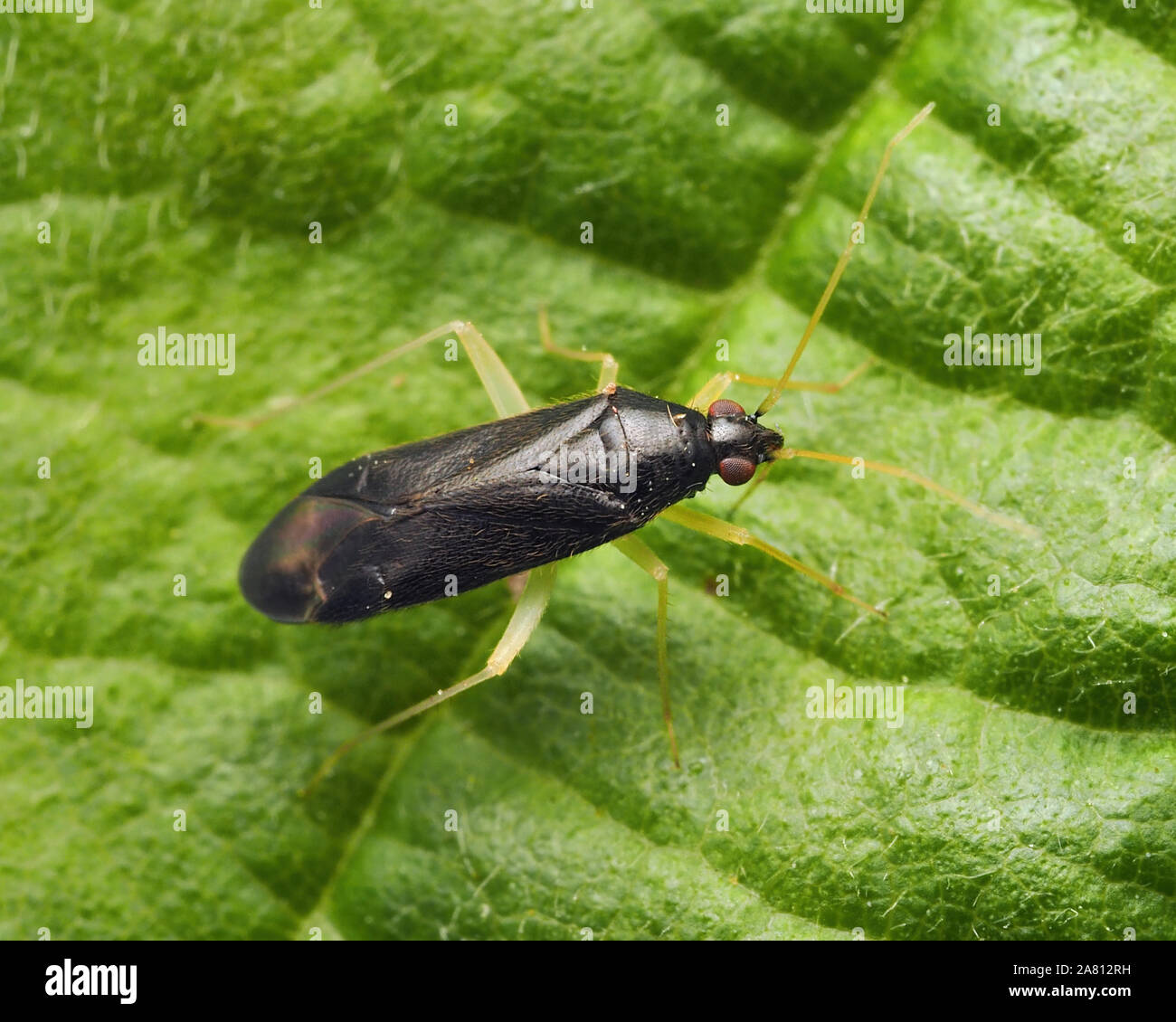 Hazel leaf hi-res stock photography and images - Alamy