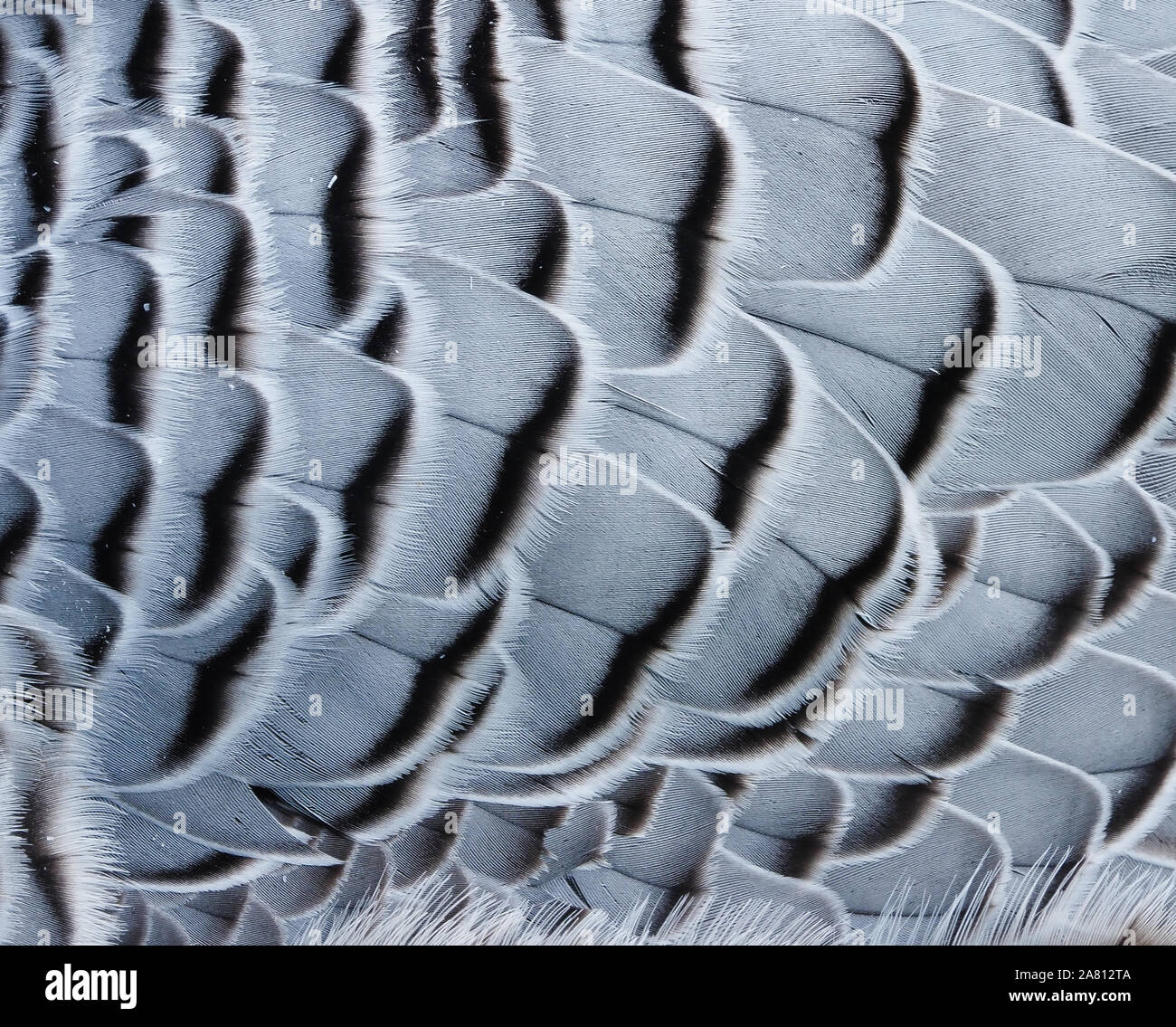Goose markings hi-res stock photography and images - Alamy