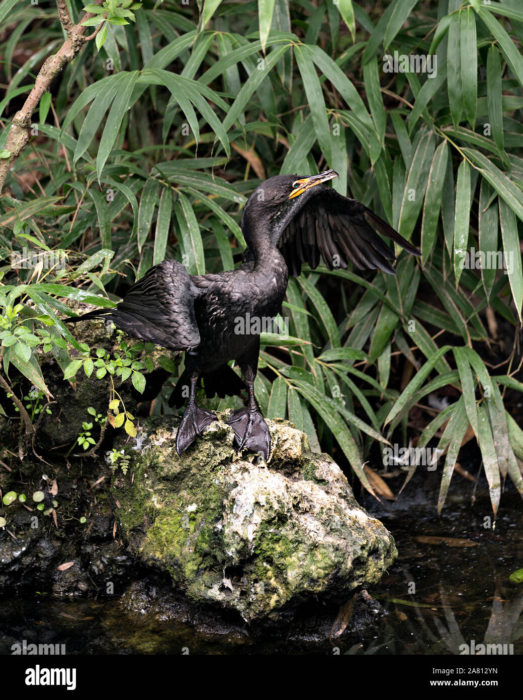 Close up cormorant head hi-res stock photography and images - Alamy