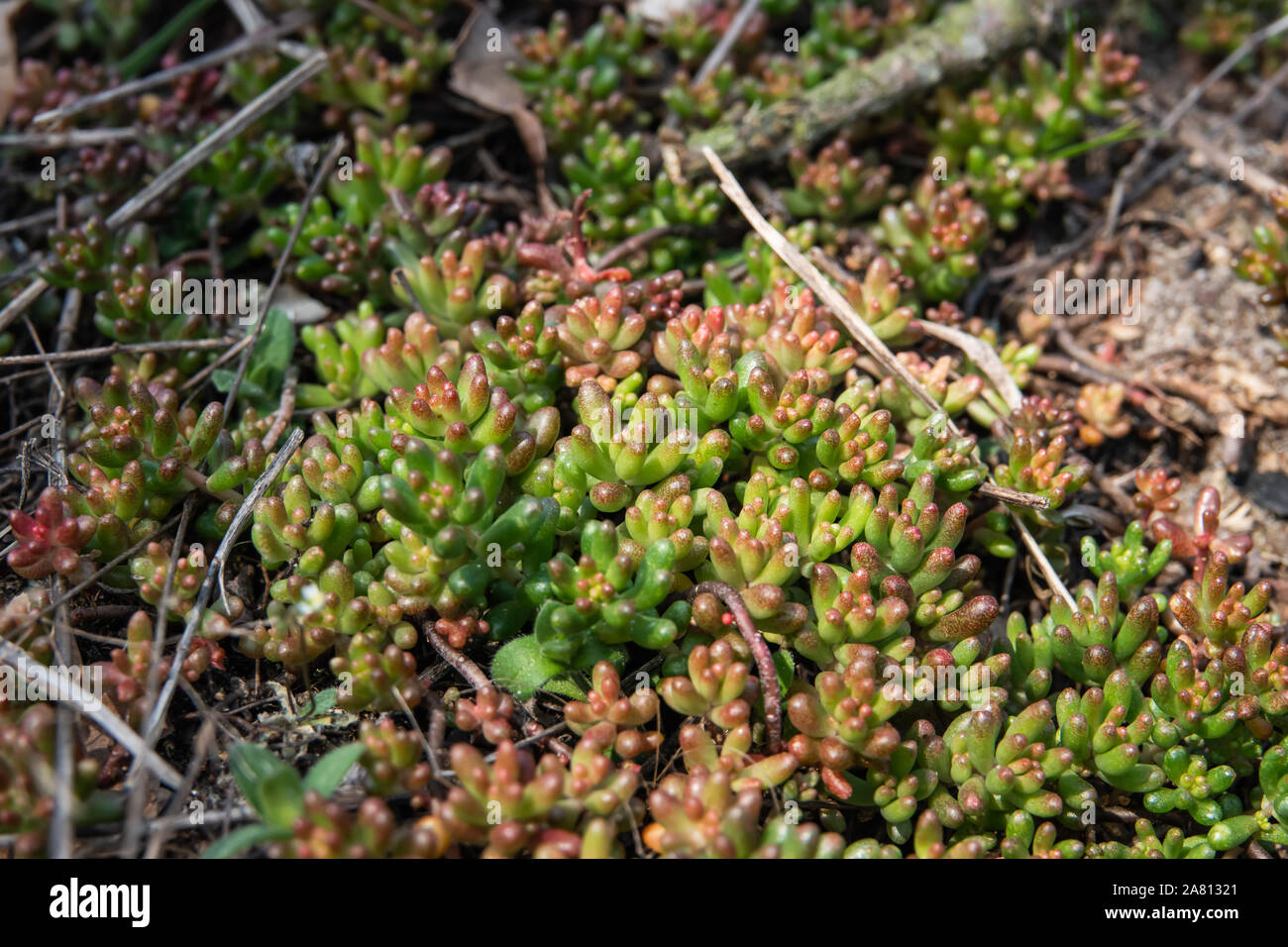 Sedum Plants Growing in Springtime Stock Photo - Alamy