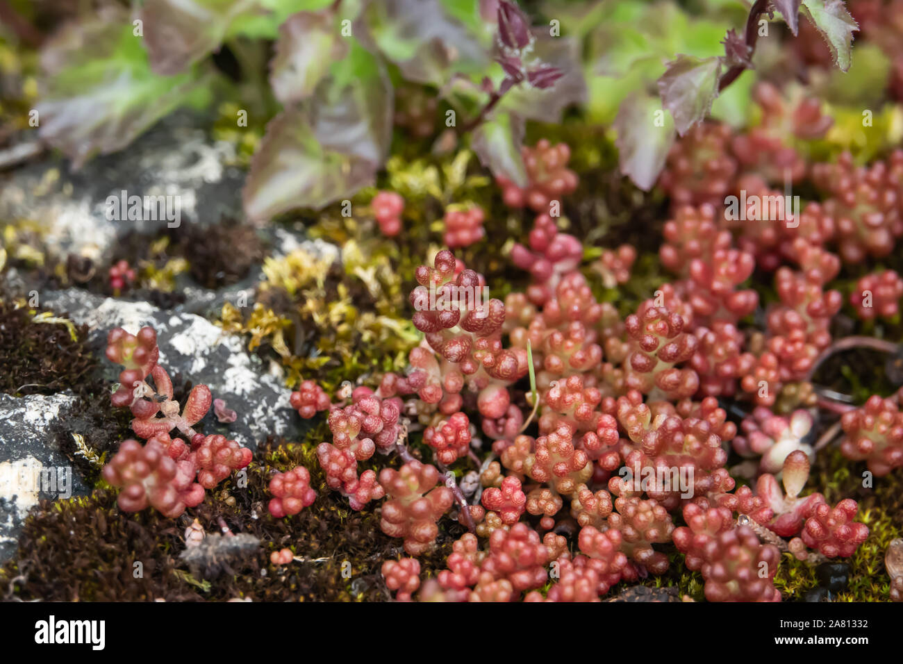 Sedum Plants Growing in Springtime Stock Photo - Alamy