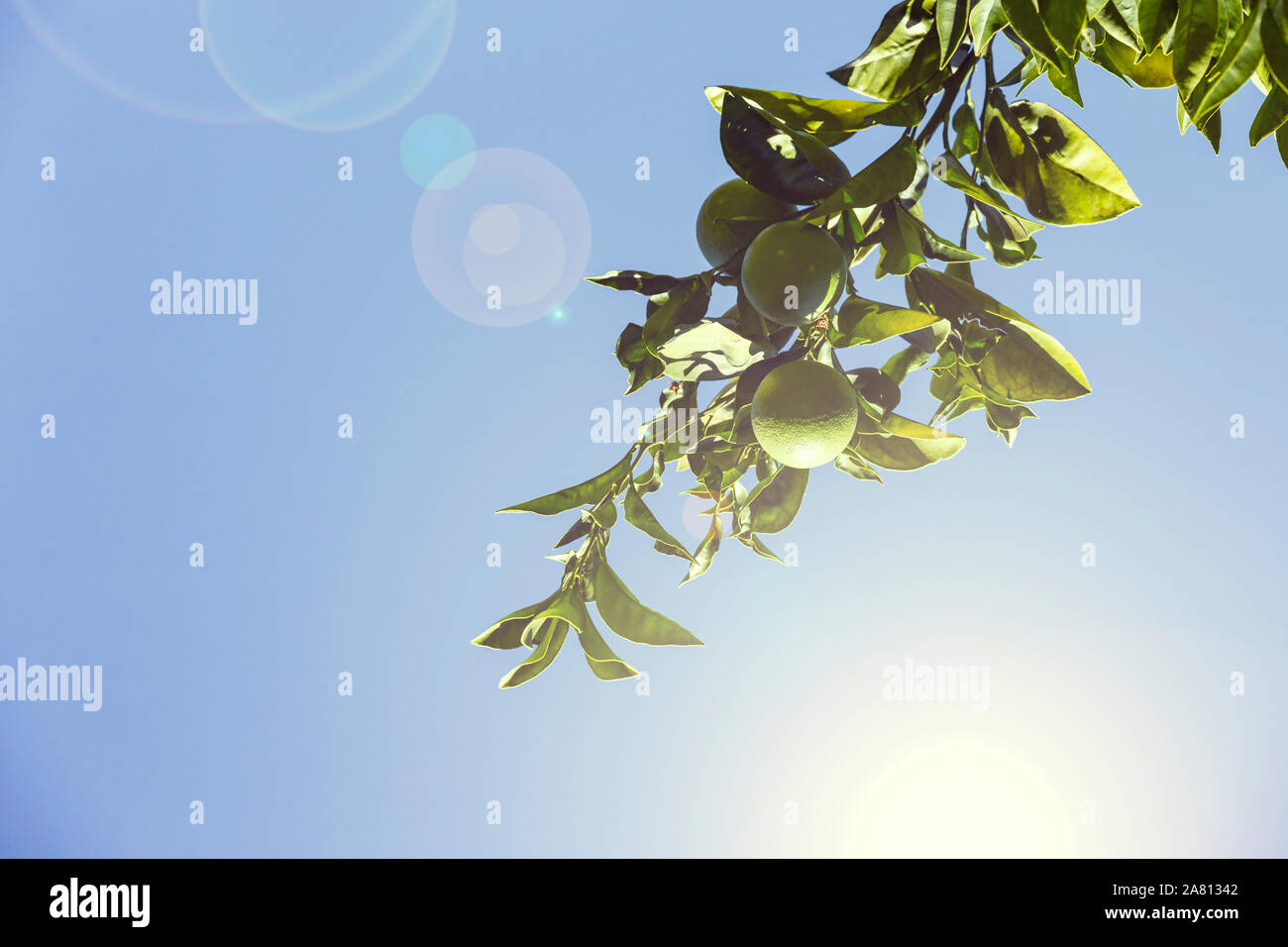 Fruits of citrus orange tree branches closeup shot Stock Photo - Alamy