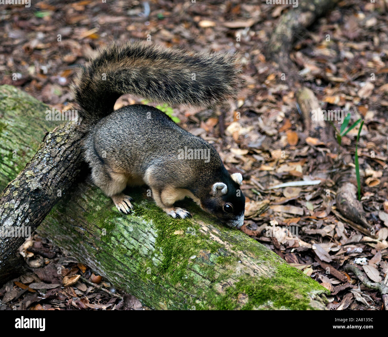 Sherman fox squirrel head close up profile view hi-res stock ...