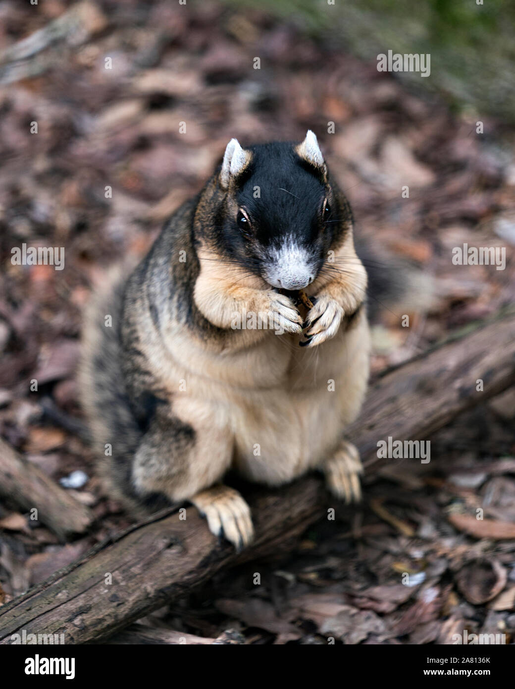 Sherman fox squirrel head close up profile view hi-res stock ...