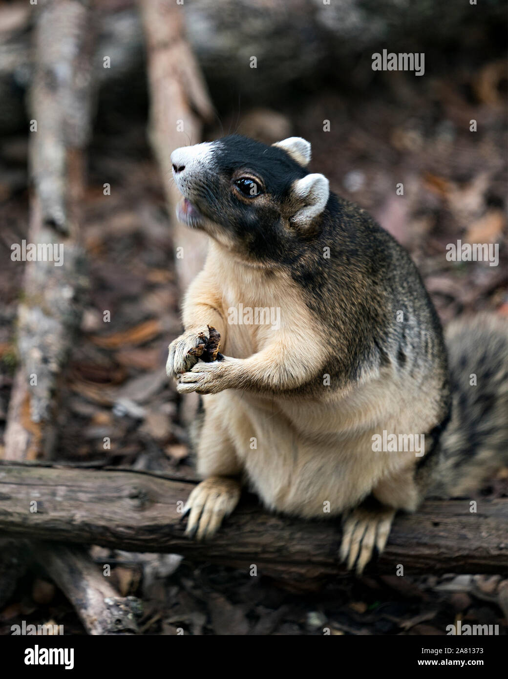 Sherman's Fox Squirrel sitting on a branch eating and enjoying its ...