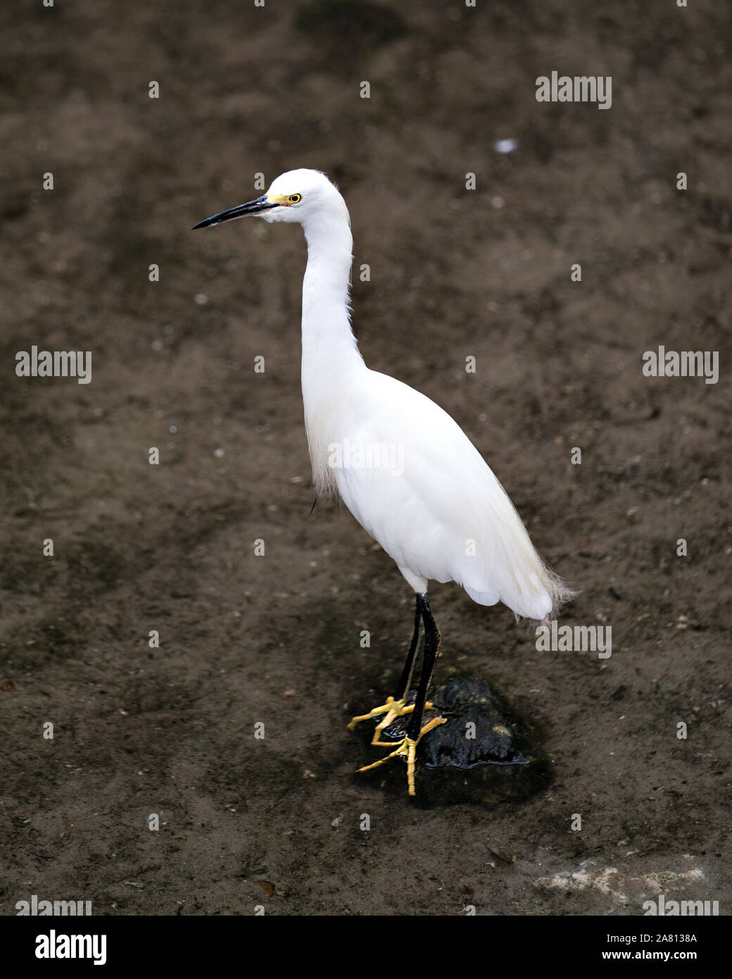 Snowy Egret close up standing by the water exposing its body, head ...