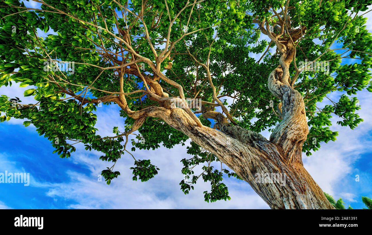 Horse chestnut tree woodland summer hi-res stock photography and images ...