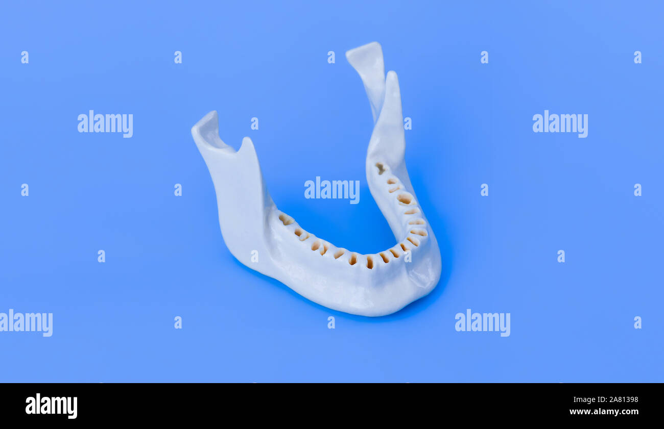 Lower human jaw without teeth model medical illustration isolated on ...