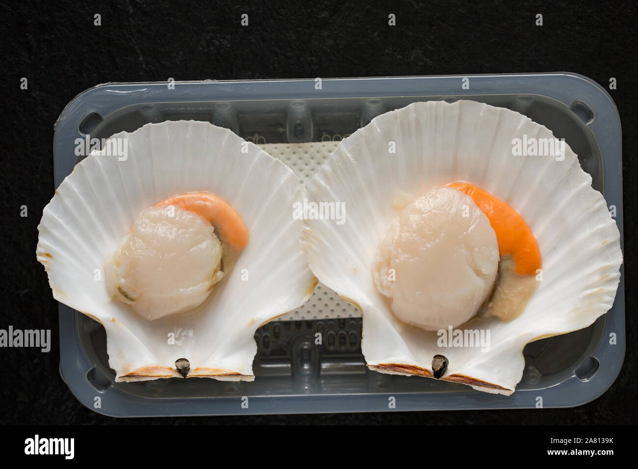 Two raw, uncooked King, or Great scallops, Pecten maximus, in their ...