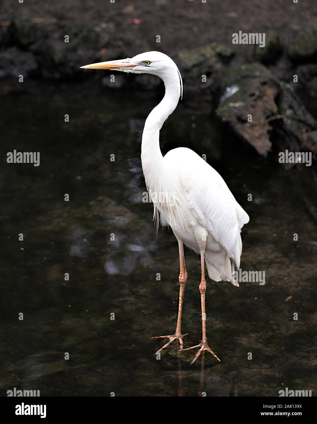 Long Necked Water Bird