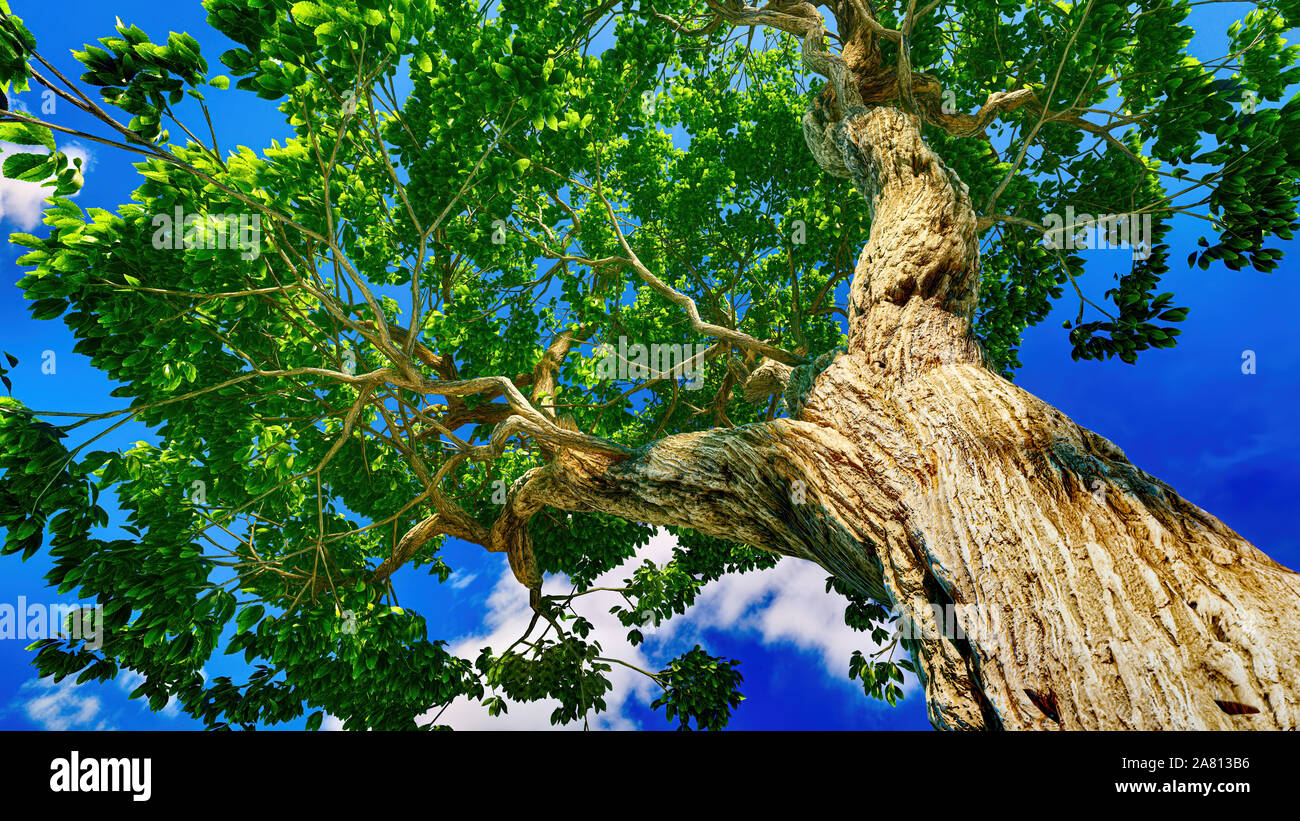 Horse chestnut tree woodland summer hi-res stock photography and images ...