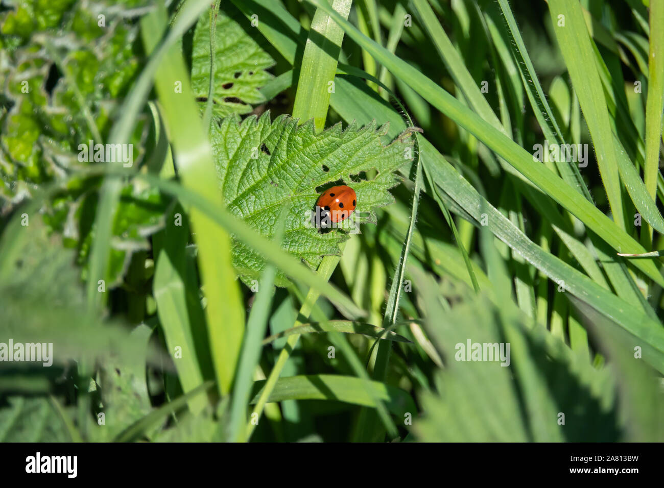 Red spotted ladybug hi-res stock photography and images - Alamy