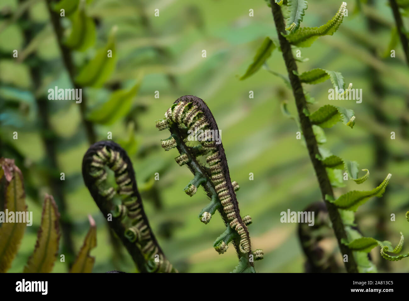 Shaggy shield fern hi-res stock photography and images - Alamy