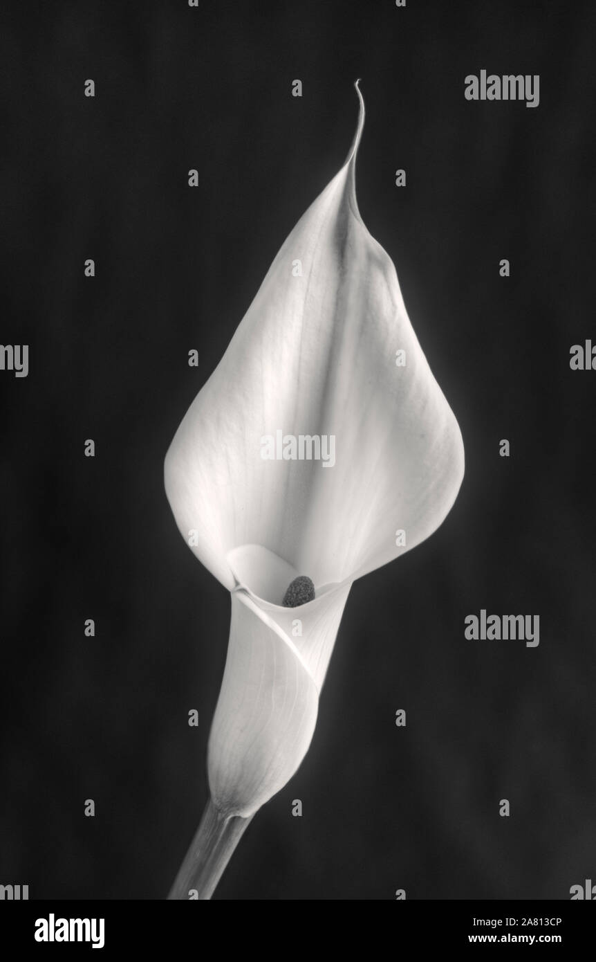 A botanical still life, of a single calla lily blossom, in natural ...