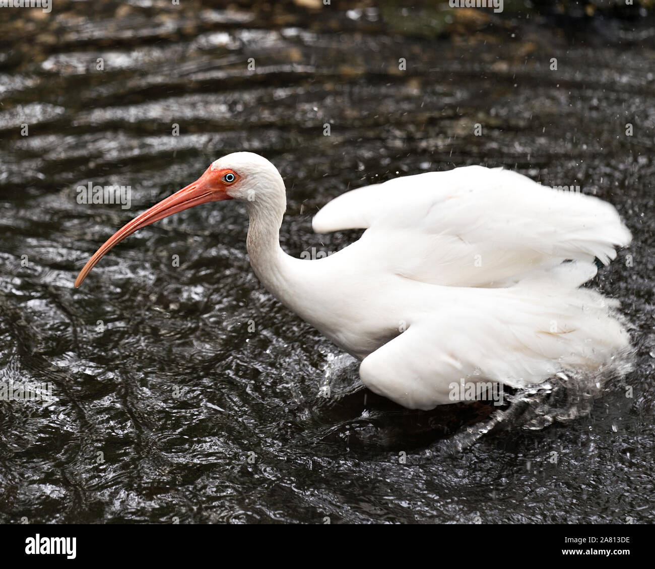 White Ibis bird close up in the water with its stretching wings ...