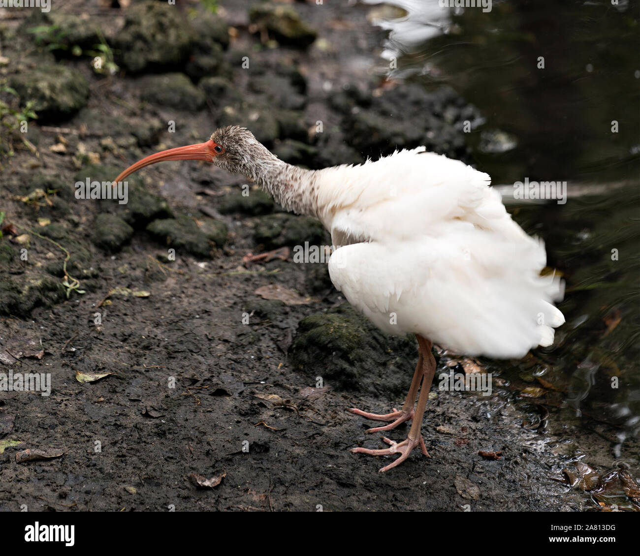 White Ibis bird standing by the water exposing its body, head, eye ...
