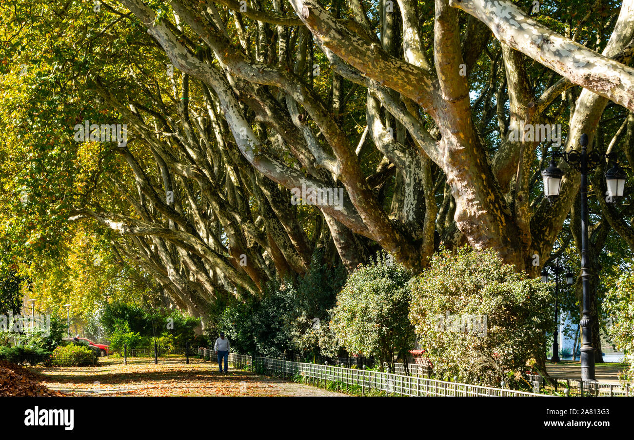 Trees man hi-res stock photography and images - Alamy