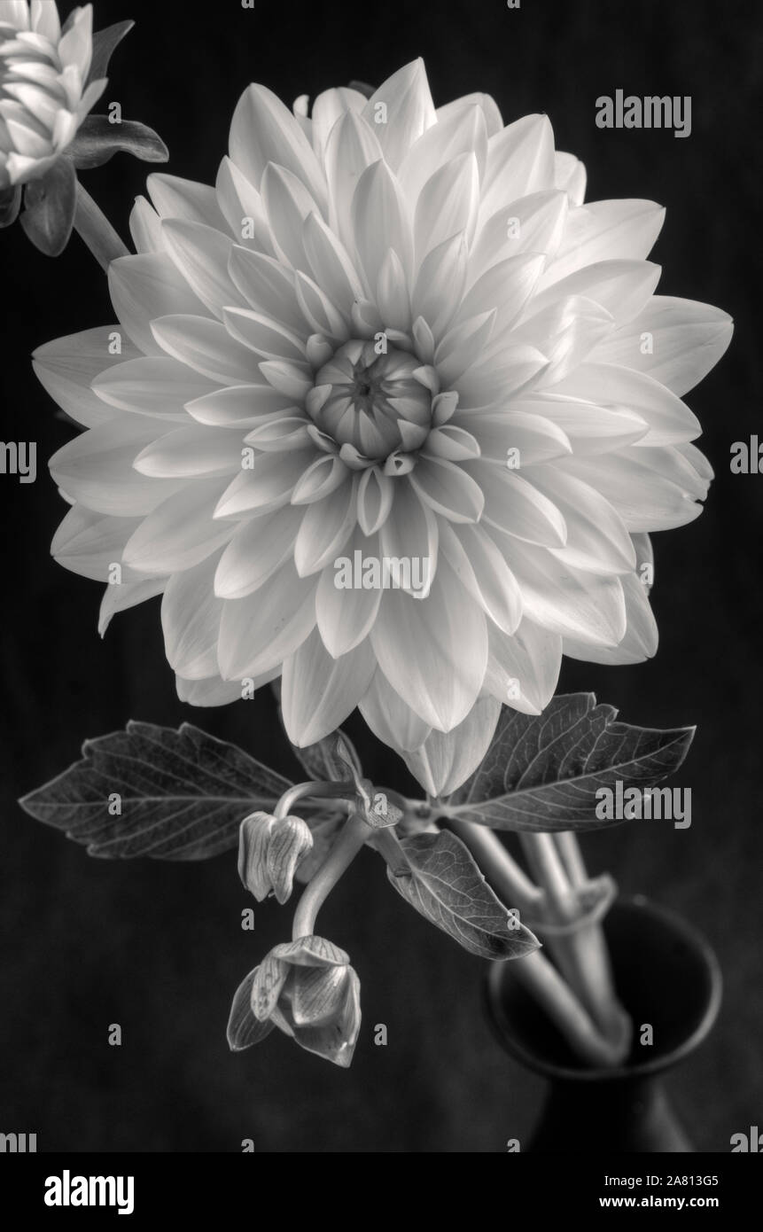 A botanical still life, of a dahlia blossom, in natural diffused light ...