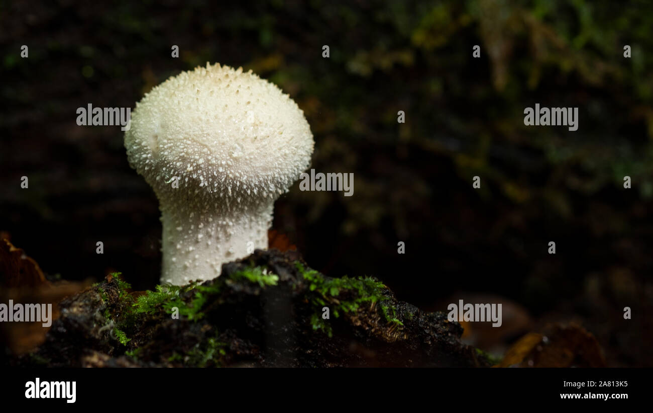 Common Puffball Lycoperdon Perlatum Fungi High Resolution Stock ...
