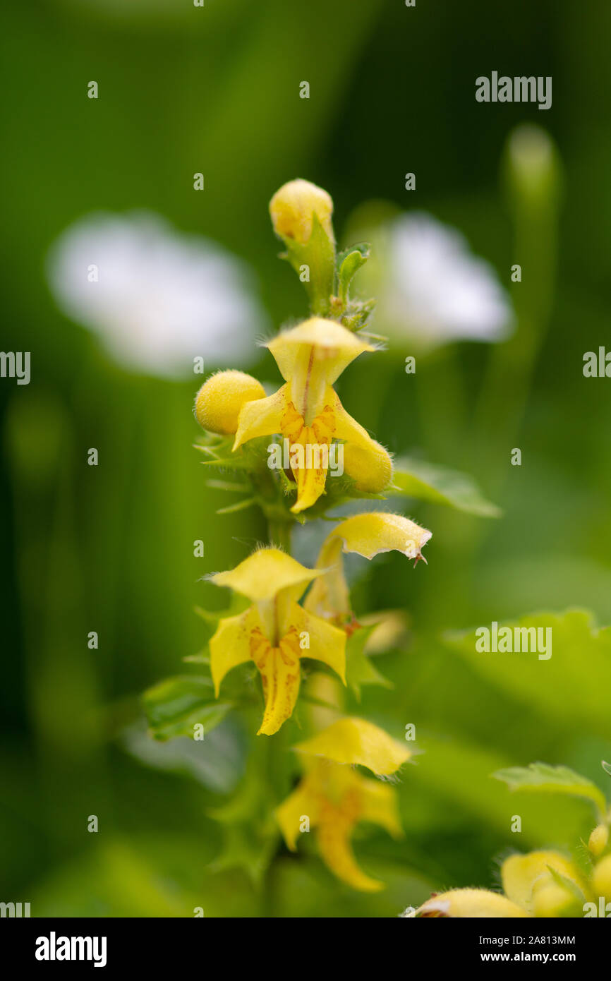 Beautiful yellow archangel flower hi-res stock photography and images ...
