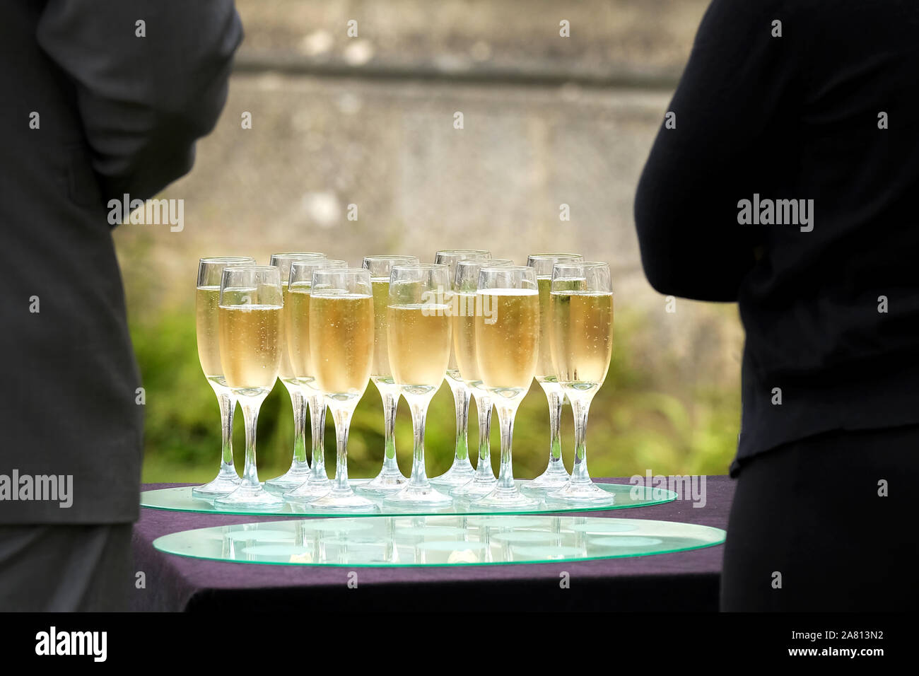 A tray of champagne flutes or glasses filled with champagne and waiting ...